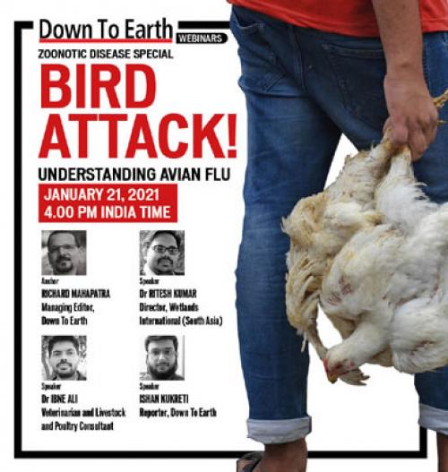 BIRD ATTACK!